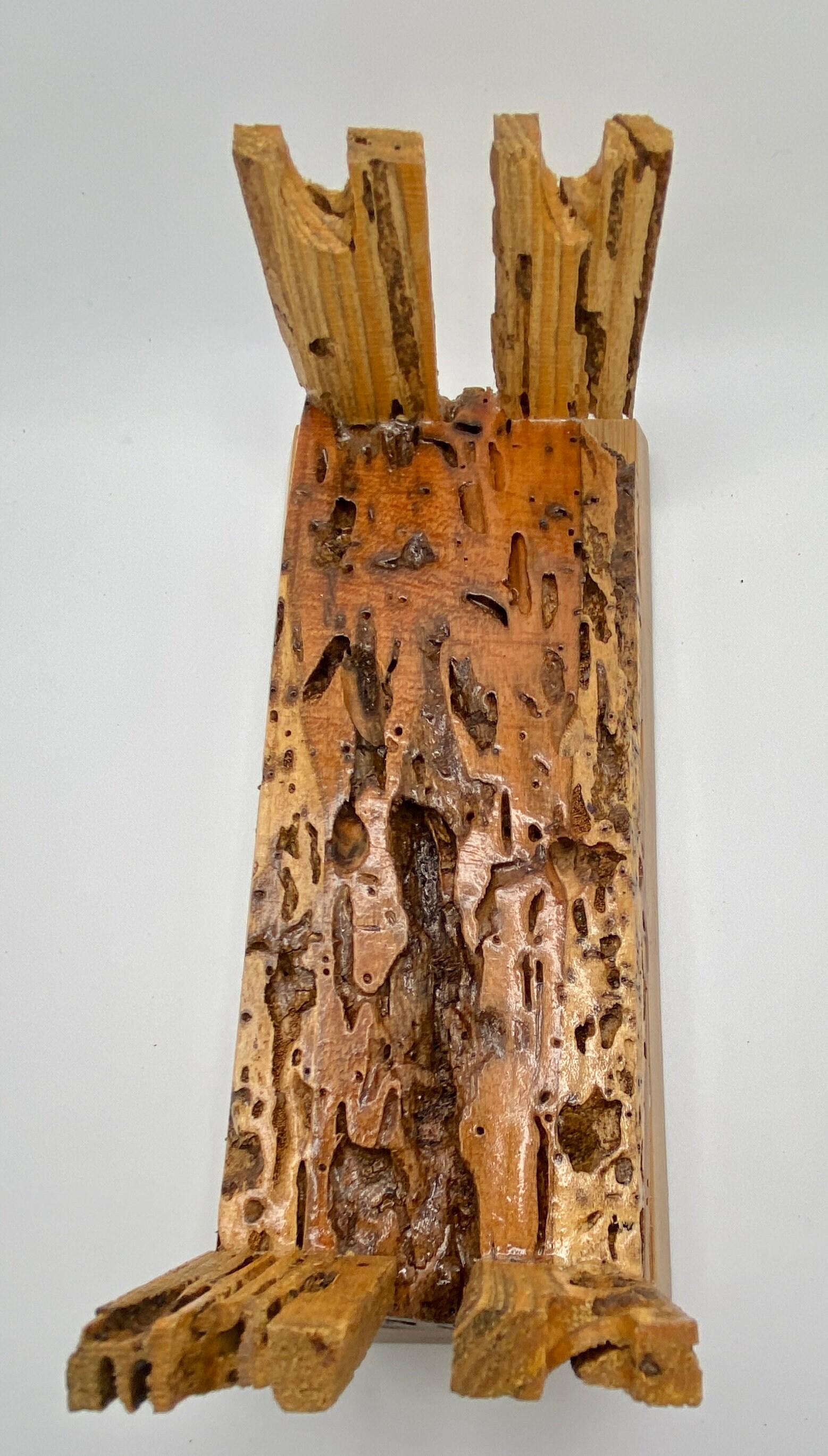 Acrylic Encased Termite Wood Desk Display With 4 Termite Filled Pens ...