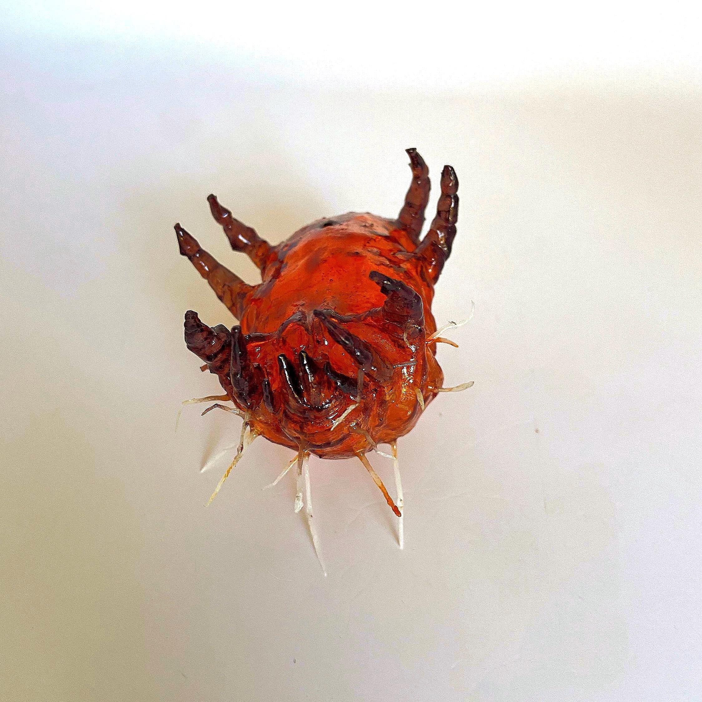 3D Printed Dust Mite Mini Model Set: Translucent Bronze, Educational ...