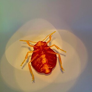 Bed Bug 3D Printed Photogrammetry Translucent Hollow Model: Educational ...