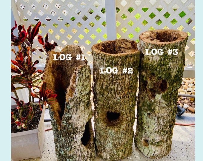 Natural Hollow Palm Logs With Woodpecker Holes. Choice of 3: Live Edge ...