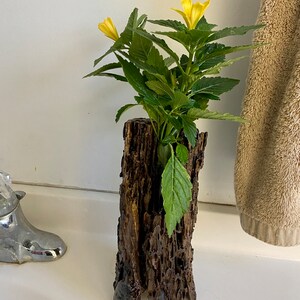 Live Edge Hollow Oak Log Bud Vase. Naturally Sculpted From Termite ...