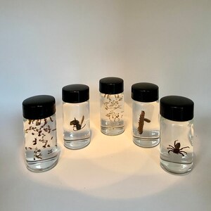 Bug Bag Set With 5 Insect Vials - Handmade Zip Canvas Pouch/belt Bag ...