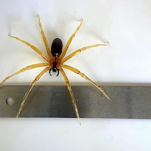 Brown Recluse Spider Replica, 3D Photogrammetry Model - Etsy
