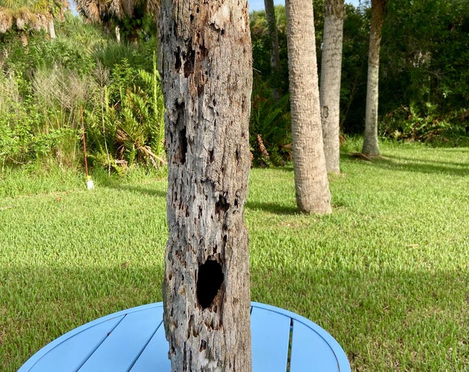 Live Edge,thick Moss Hollow Queen Palm Logs. 3 Choices-soil Free ...