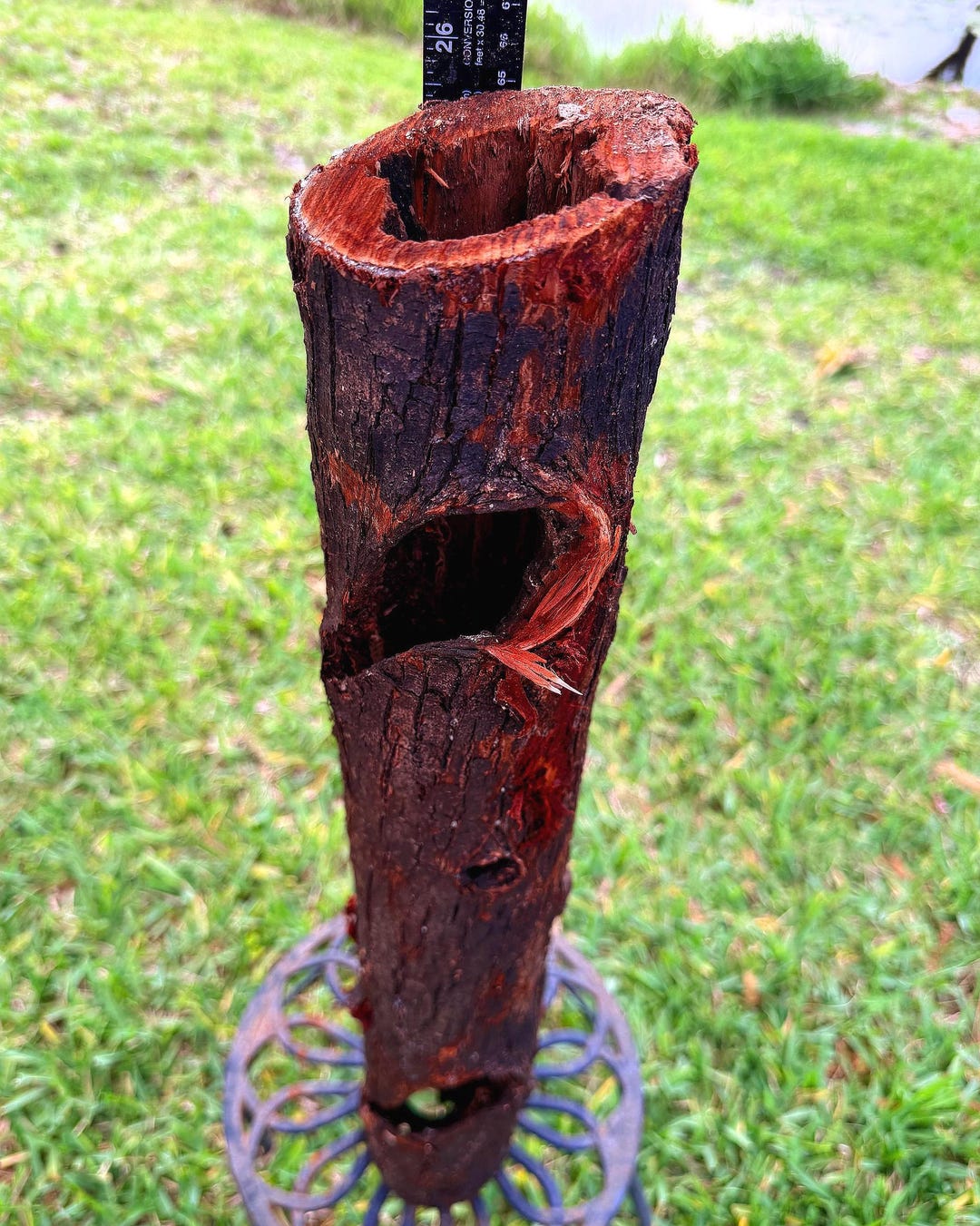 Hollow Pine Log: Pileated Woodpecker Holes DIY Art Form. Choice of 2 ...