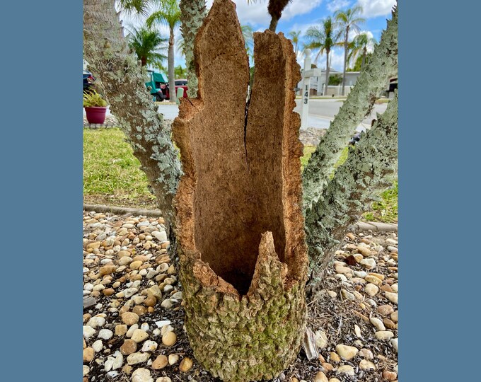 Large Hollow Palm Log soil Free Organic Growing Interior,live Edge Bark ...
