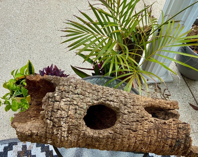 Woodpecker Holes in Large Hollow Palm Log. Untreated, Sun Dried Craft ...