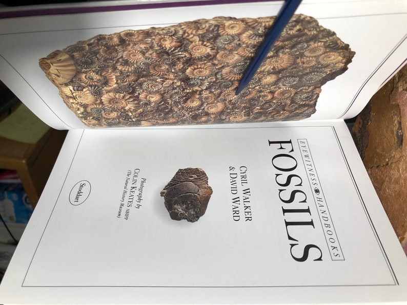 Fossils : the Visual Guide to More Than 500 Species of Fossils From ...