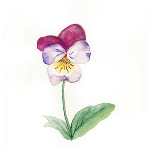 Watercolor Pansy Prints Bundle - Etsy
