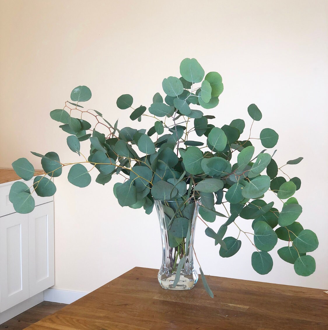 Large Silver Dollar Eucalyptus Bundles - Etsy