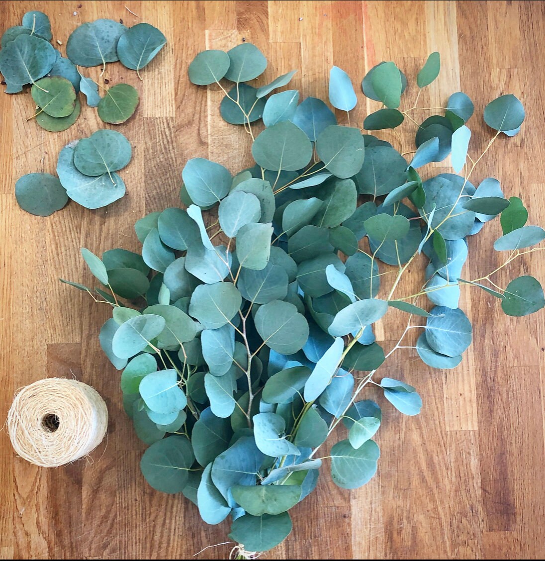 Large Silver Dollar Eucalyptus Bundles - Etsy