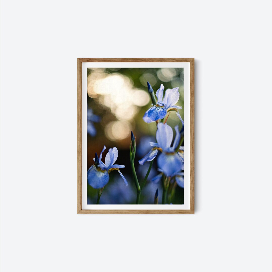 Iris Flower Wall Art, Nature Photography Print, Floral Wall Art ...