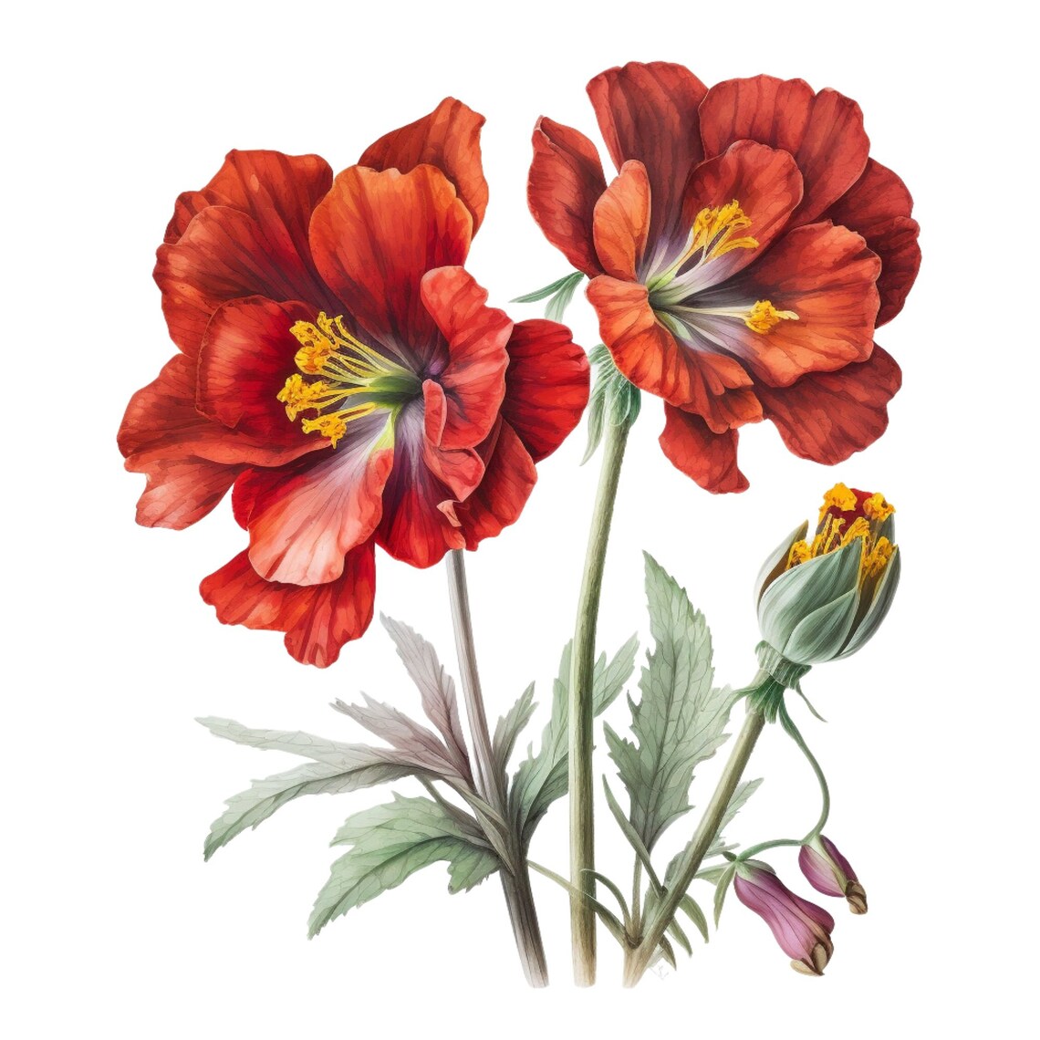 Duo Red Flowers Watercolor PNG - Elegant Design for Invitations ...