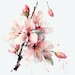 7 Watercolor Sakura Clipart Bundle - Delicate Cherry Blossom Jpgs ...