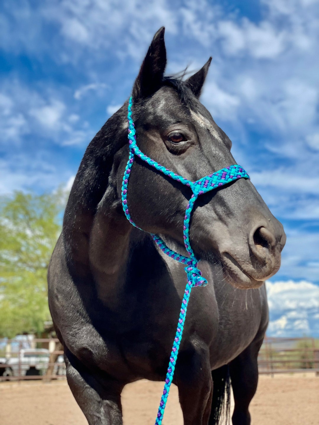 Mule Tape Horse Halter With Rope Noseband - Etsy