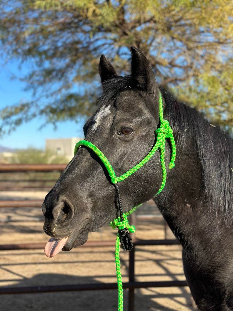 Neon Lime Green Mule Tape Horse Halter With Rope Noseband - Etsy