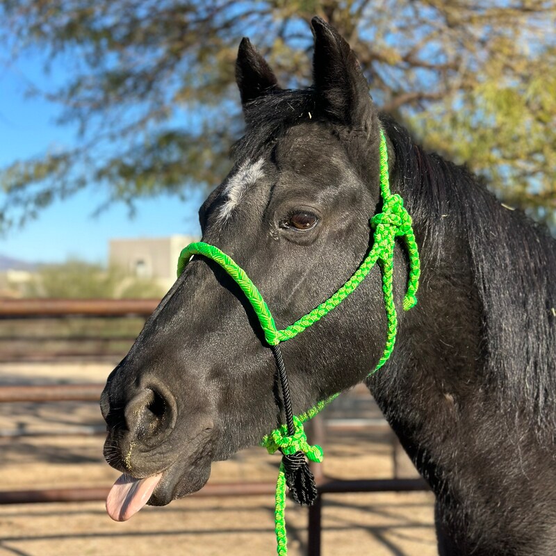 Lime Green Horse Halters - Etsy