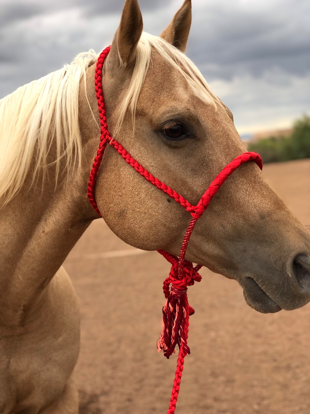 Mule Tape Horse Halter With Rope Noseband - Etsy