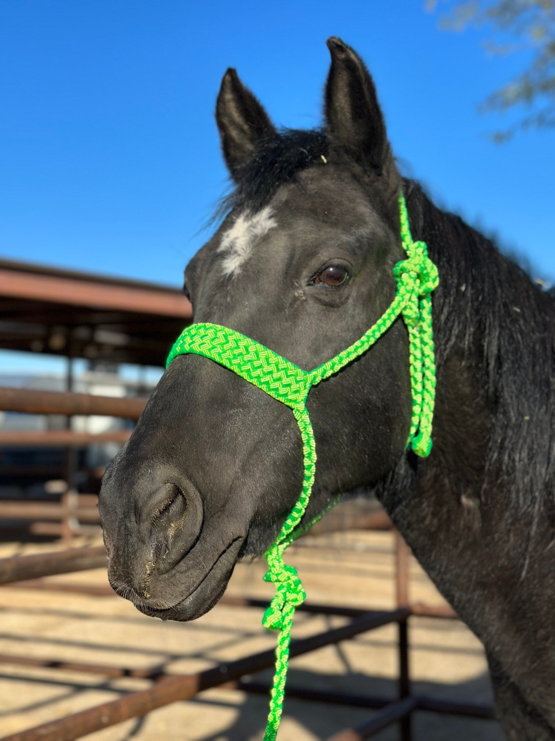 Neon Lime Green Mule Tape Horse Halter With Rope Noseband - Etsy
