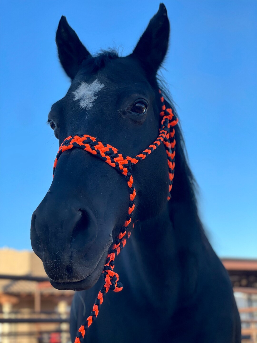 Orange and Black Mule Tape Horse Halter - Etsy