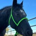 Neon Lime Green Mule Tape Horse Halter With Rope Noseband - Etsy