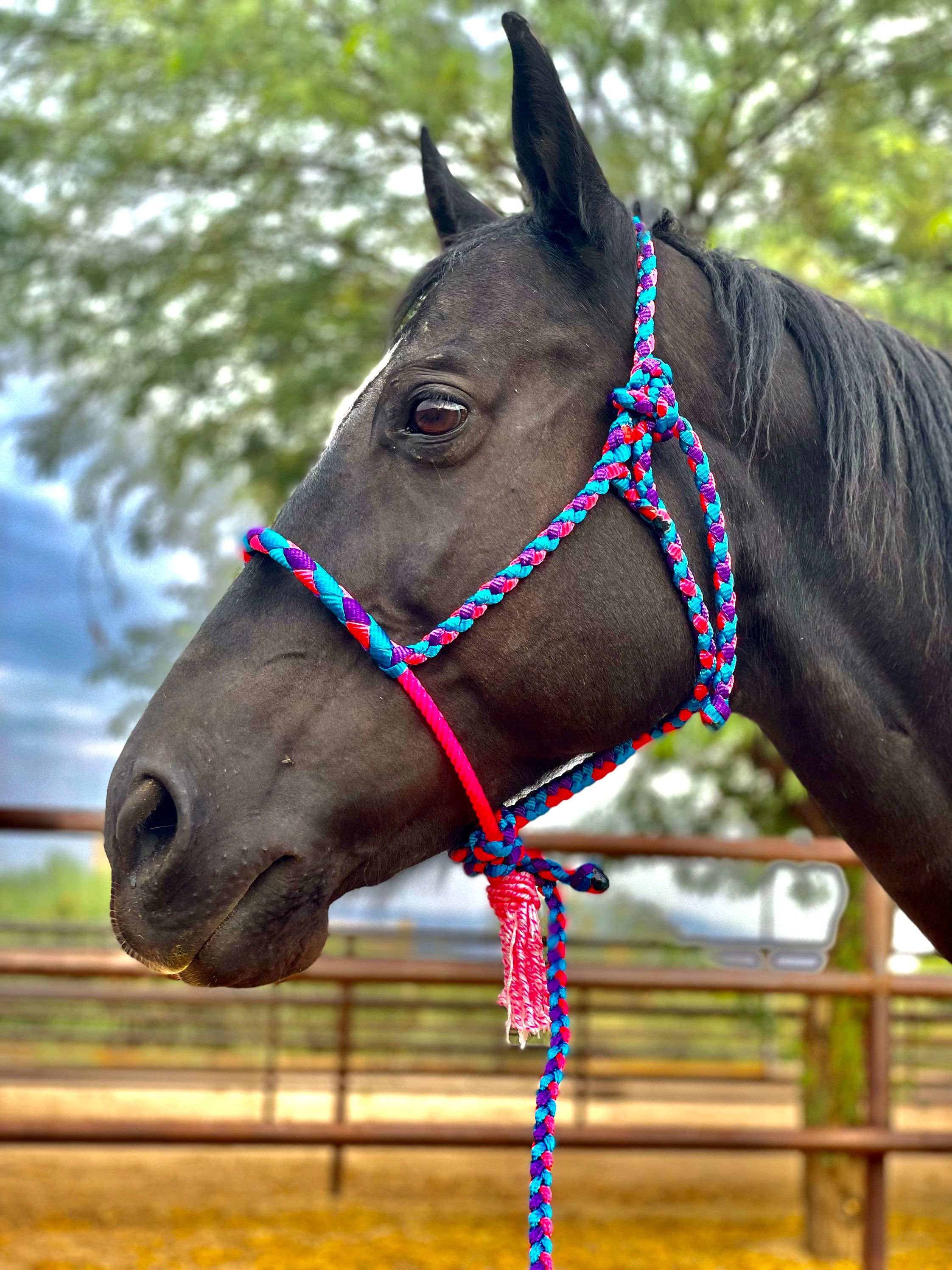 Mule Tape Horse Halter With Rope Noseband - Etsy