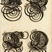 1700's German Alphabet Script Digital - Etsy