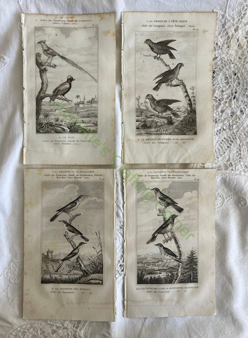 Bird Plate From 1835 French De Buffon, Plus 4 French Book Pages - Etsy
