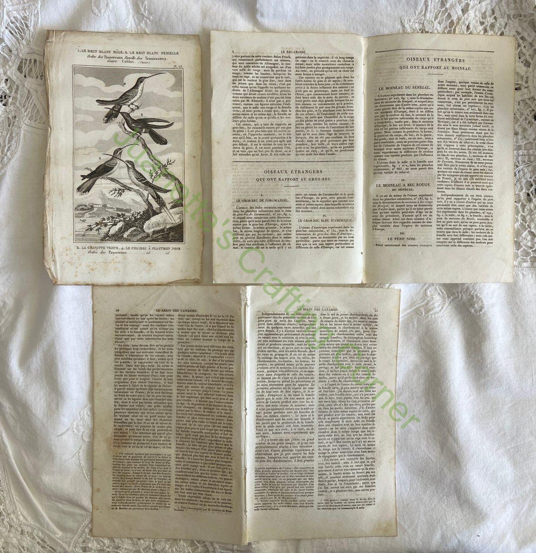Bird Plate From 1835 French De Buffon, Plus 4 French Book Pages - Etsy