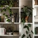 Zoom Visual Background, Plant Bookshelf Zoom Background, Virtual ...