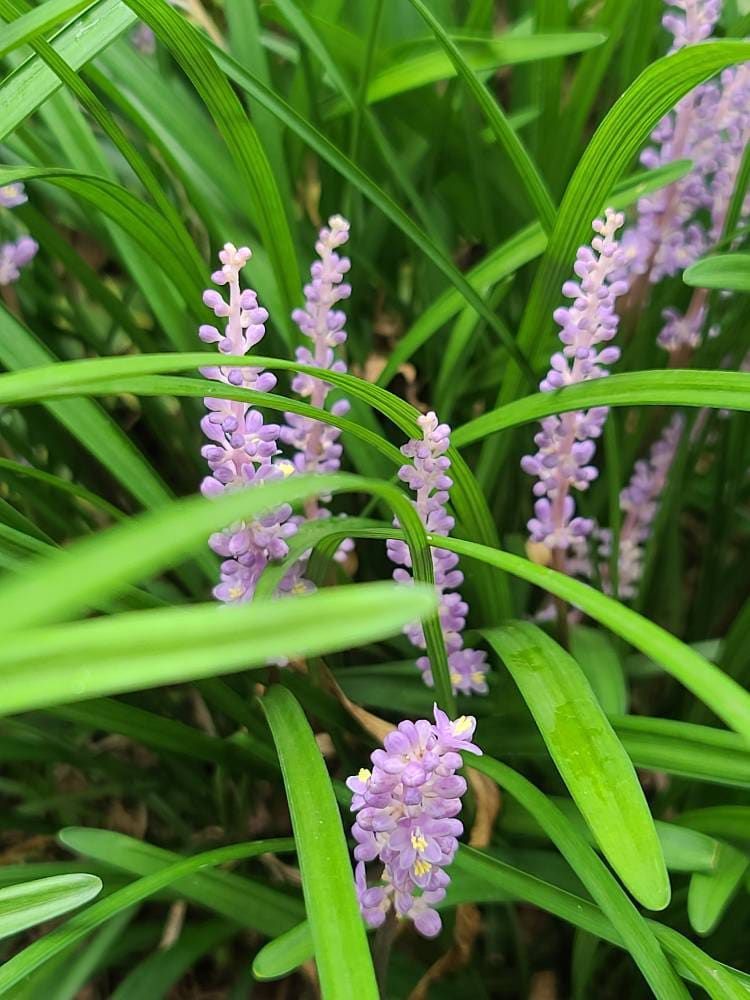 Liriope Spicata Flower