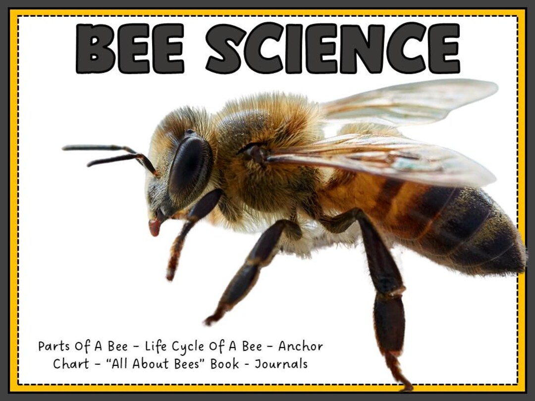 Bee Life Cycle & Science Activities Bundle | Insect Unit - Etsy