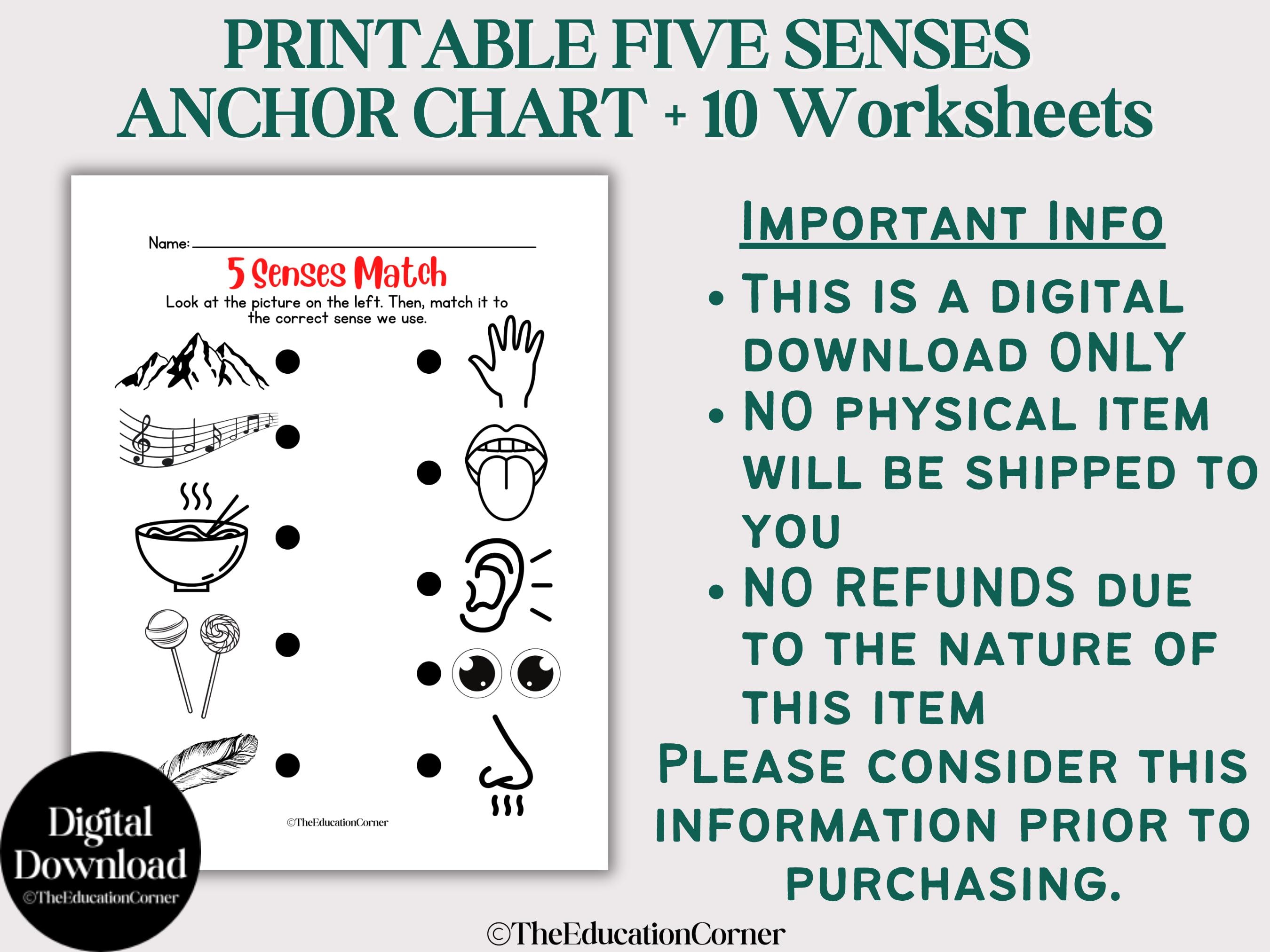 Five Senses Anchor Charts & Worksheets: Elementary/esl (PDF) - Etsy