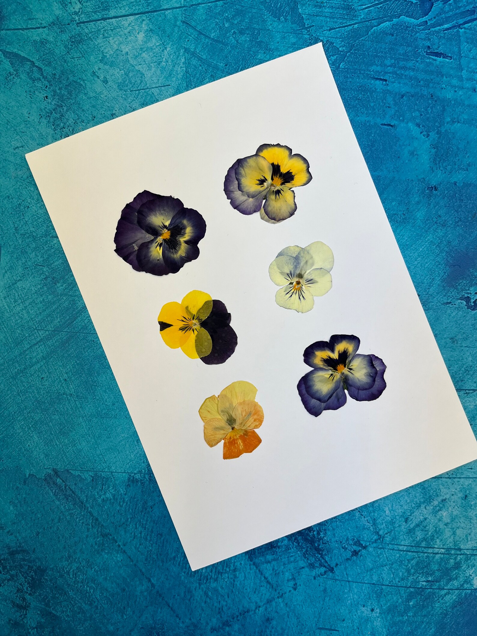 Postcard Mini Herbarium - Etsy