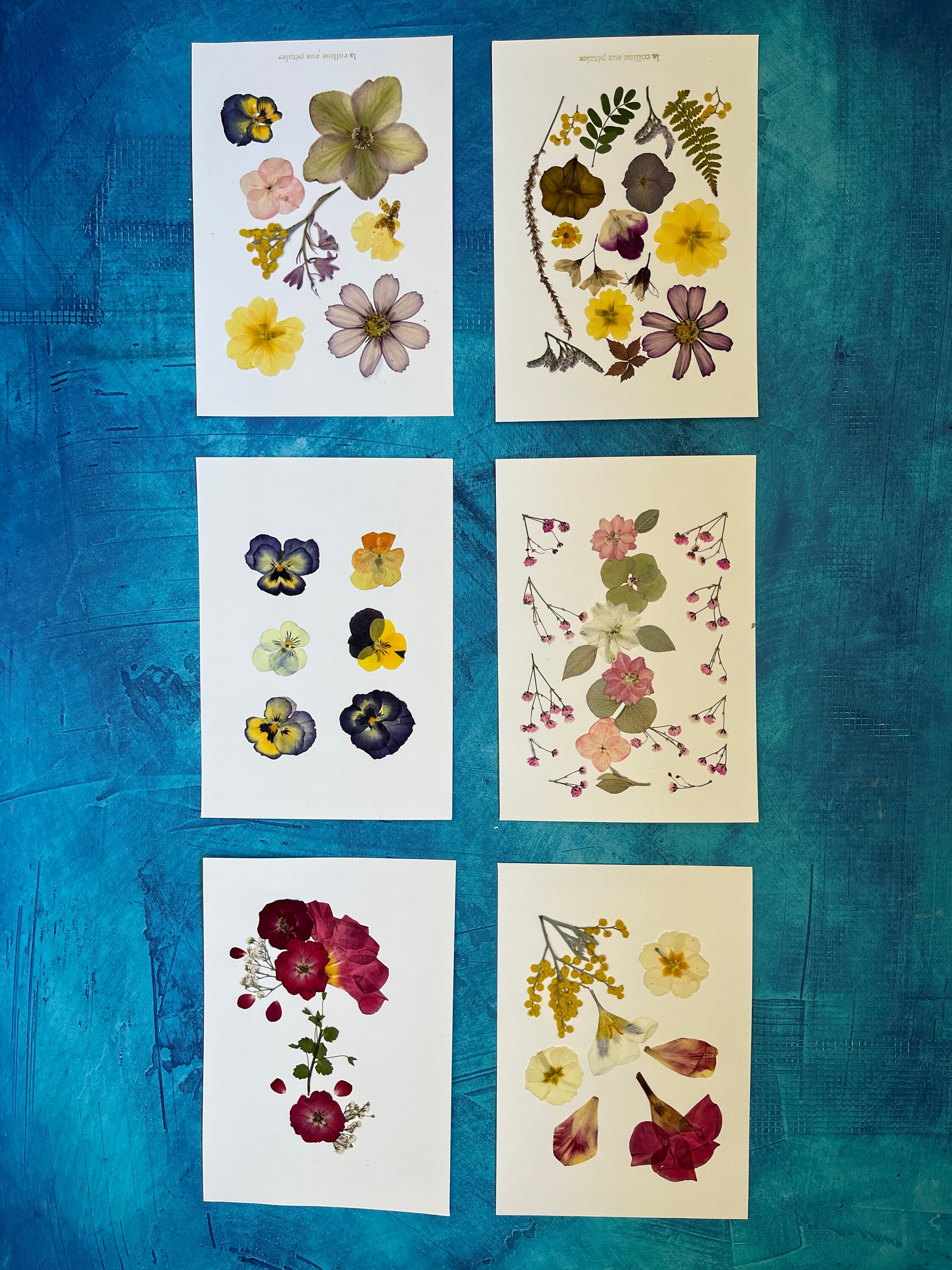 Postcard Mini Herbarium - Etsy
