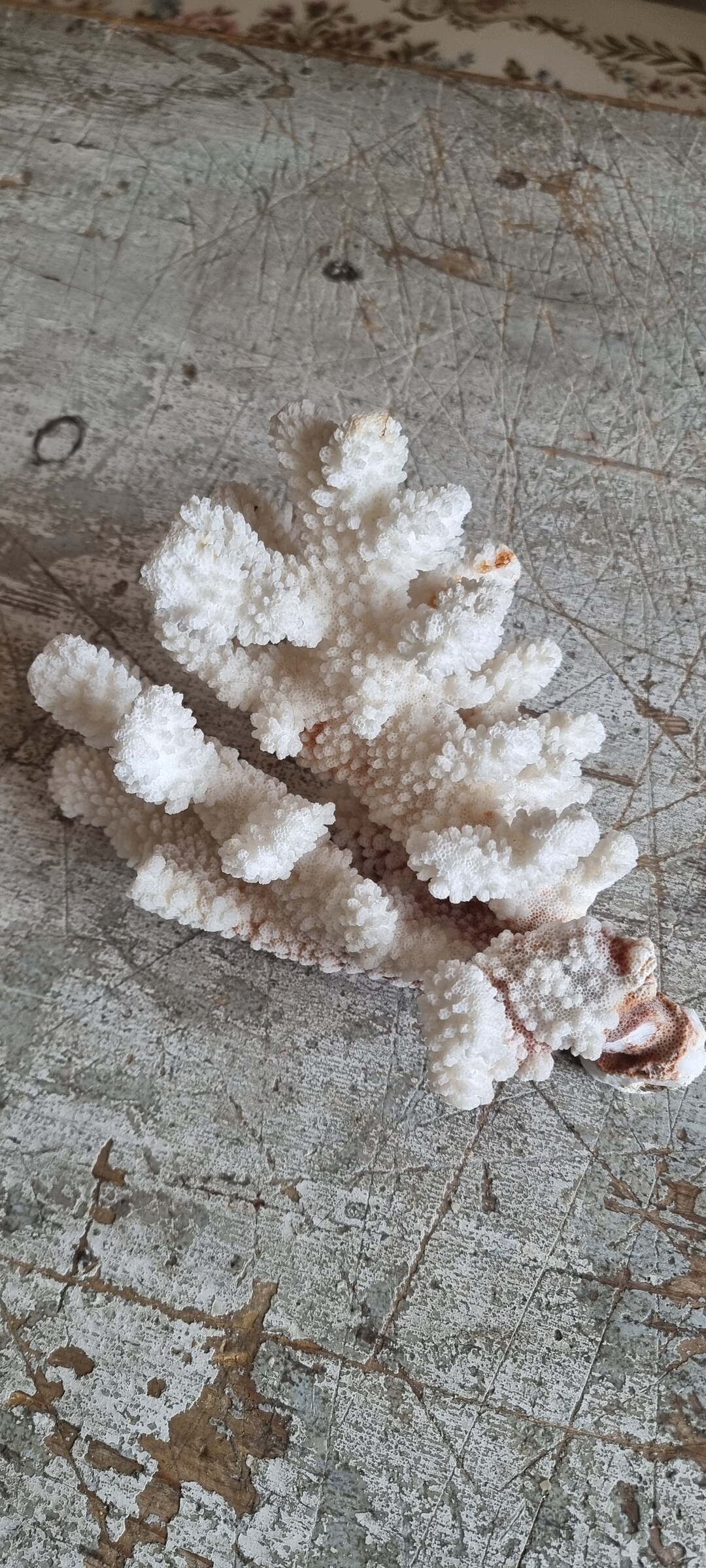 Large Coral, Natural Coral Tree, White Coral, Natural Coral Sea, Large ...