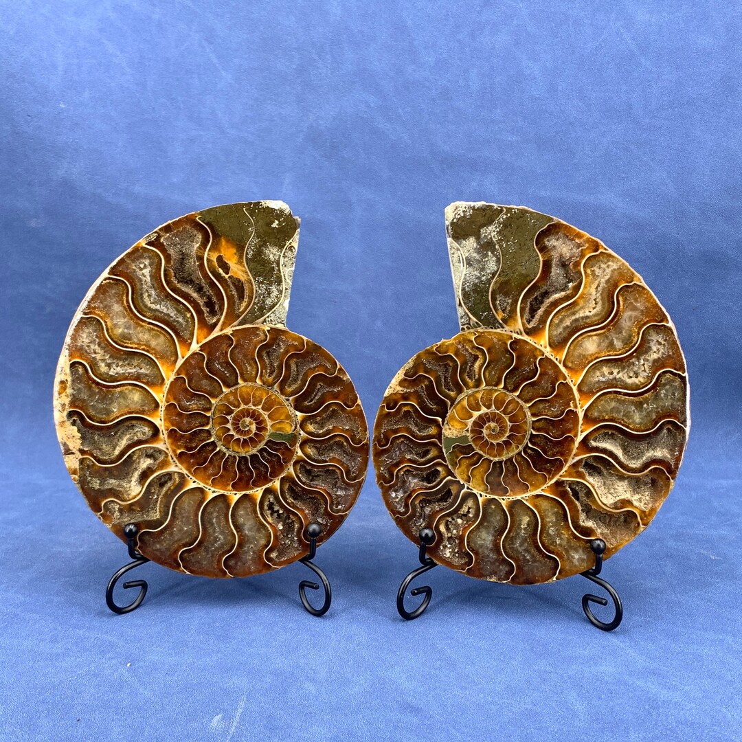 Natural Rare Ammonite Fossil Conchstand,fossil Rocks,large Ammonite ...
