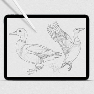 Procreate Duck Stamp | 2 Template Procreate Brushes | Procreate Stamp ...