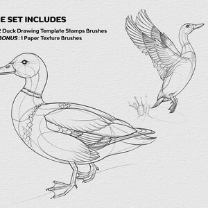Procreate Duck Stamp | 2 Template Procreate Brushes | Procreate Stamp ...