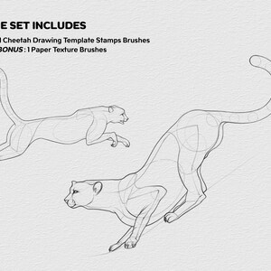 Procreate Cheetah Stamp | 4 Template Procreate Brushes | Stamp ...