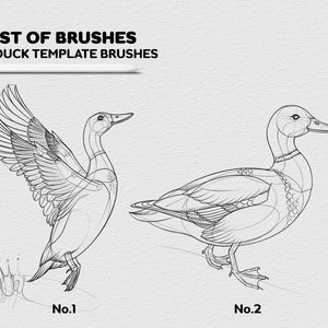 Procreate Duck Stamp | 2 Template Procreate Brushes | Procreate Stamp ...