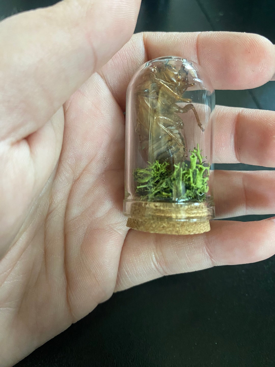 Cicada Shell | Decor | Curiosities | Oddities | Miniature - Etsy