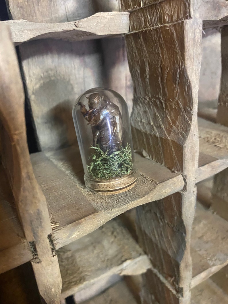 Cicada Shell Decor Curiosities Oddities Miniature - Etsy