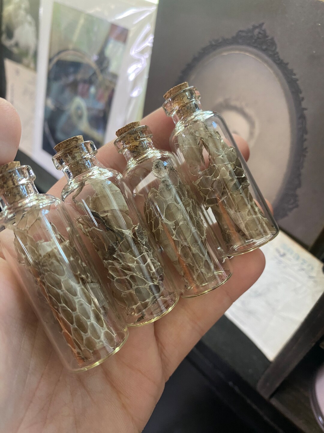 Snake Skin | Oddities | Curiosities | Decor | Apothecary - Etsy