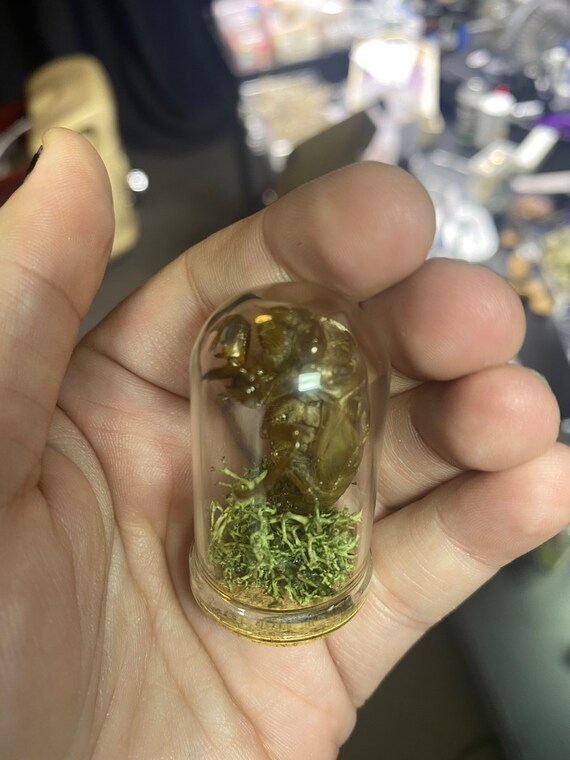 Cicada Shell Decor Curiosities Oddities Miniature - Etsy