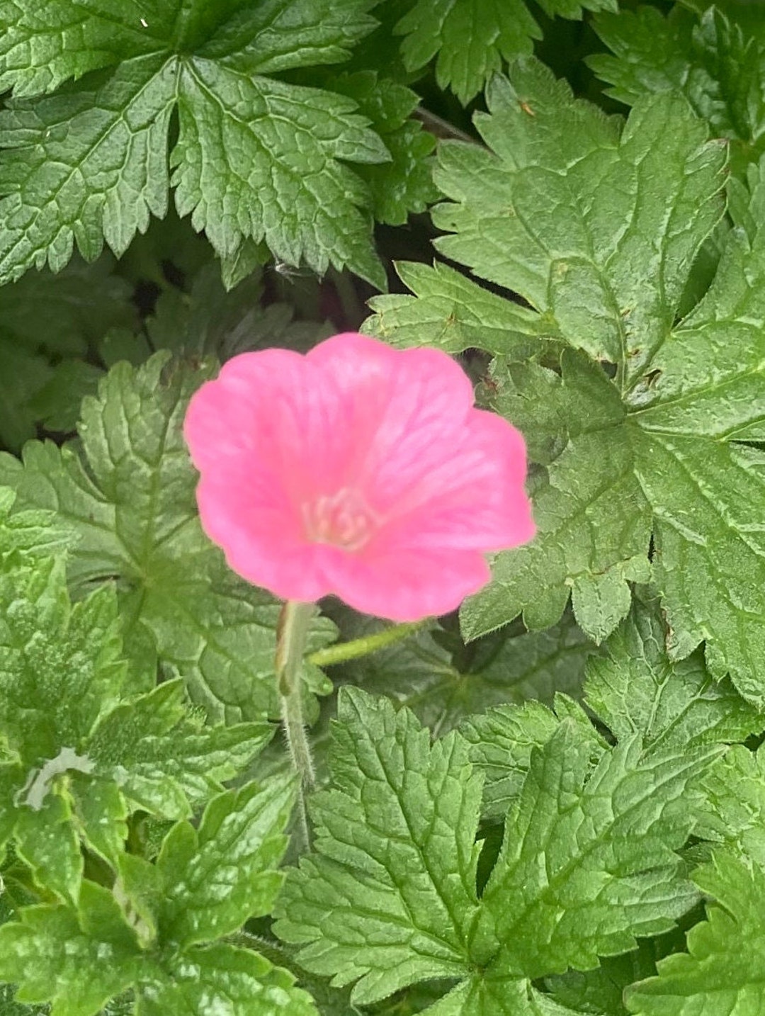 Geranium × Oxonianum / Endressi 'wargrave Pink' in 9cm Plant Pot With ...