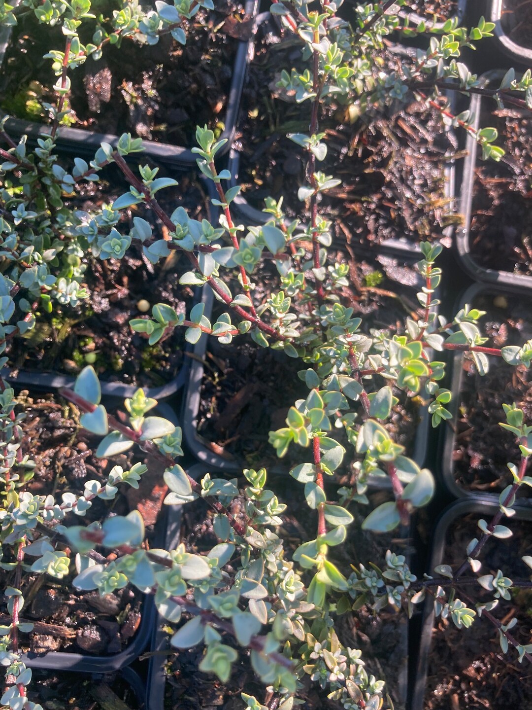 Hebe Pimeleoides 'quicksilver'in 8cm Plant Pot Hardy Evergreen Dwarf ...