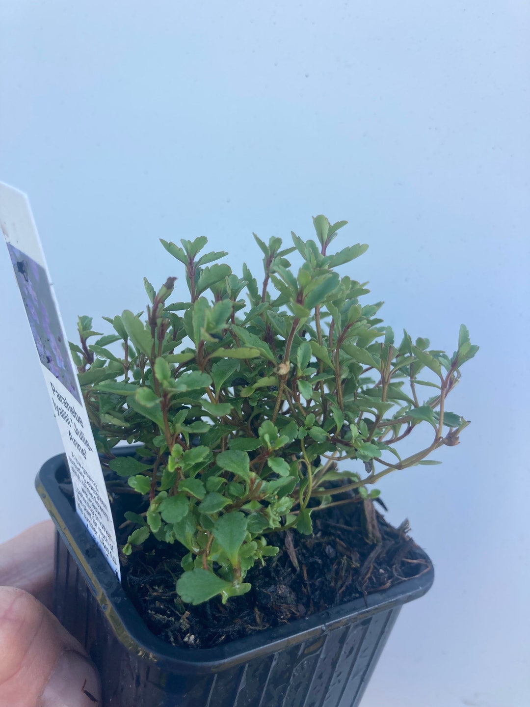 Parahebe Lyallii 'julie-anne' - Evergreen Hardy Mat Forming Sub Shrub ...