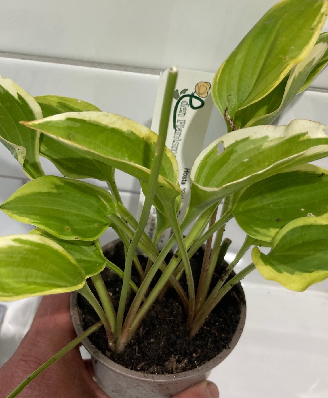 Hosta 'golden Tiara' Purple Flowers, Yellow Margins in 9cm Pot - Etsy UK
