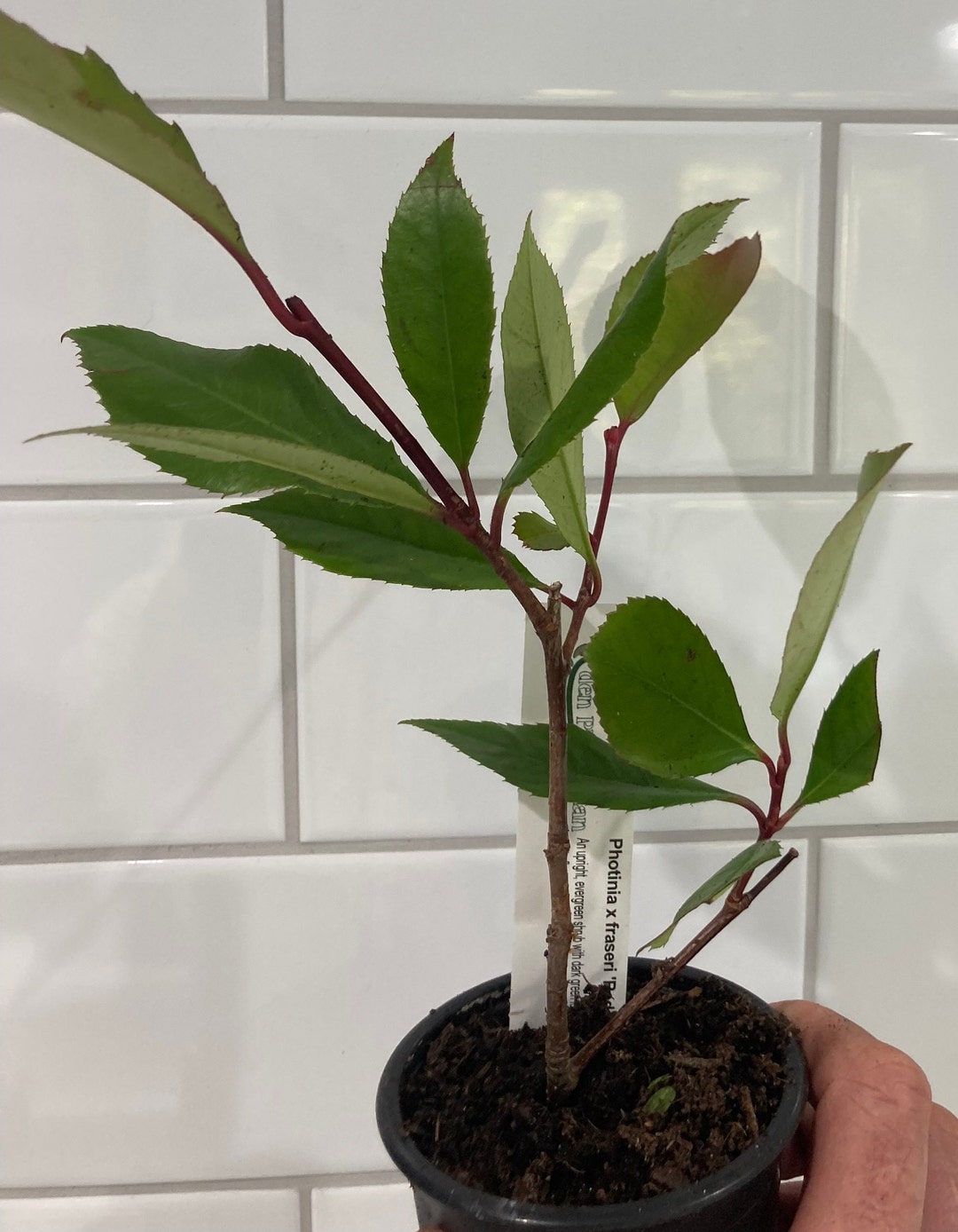 Photinia Red Robin Hardy Evergreen Garden Shrub Shrub Hedging Plant in ...